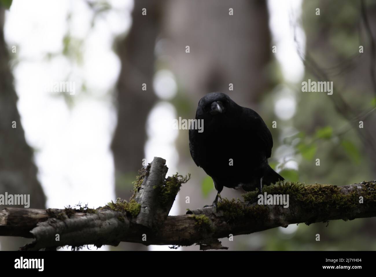 Angry crow hi-res stock photography and images - Alamy