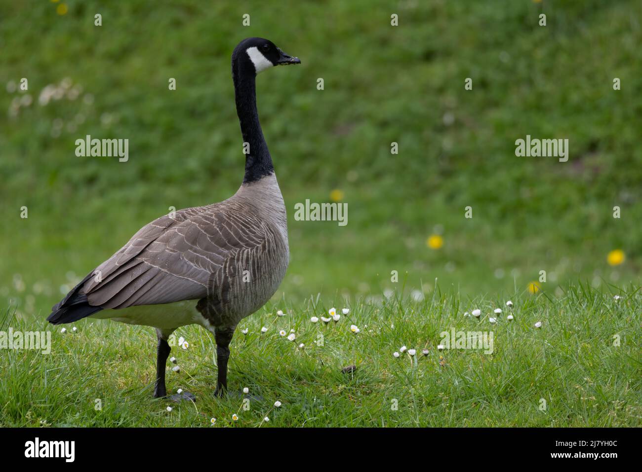 Grey goos hi-res stock photography and images - Alamy