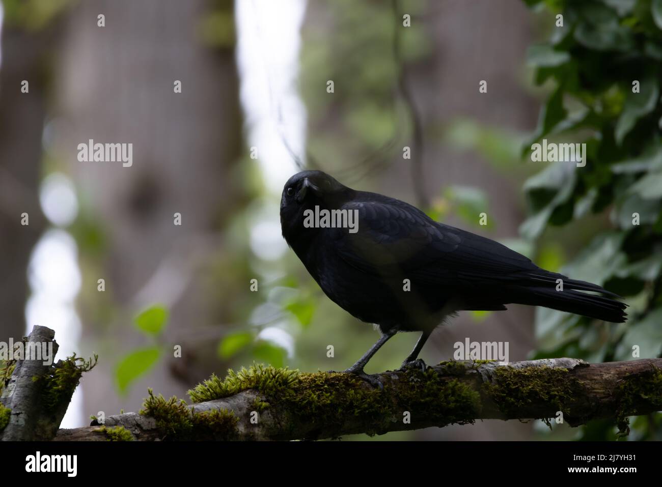 Staring crow hi-res stock photography and images - Alamy