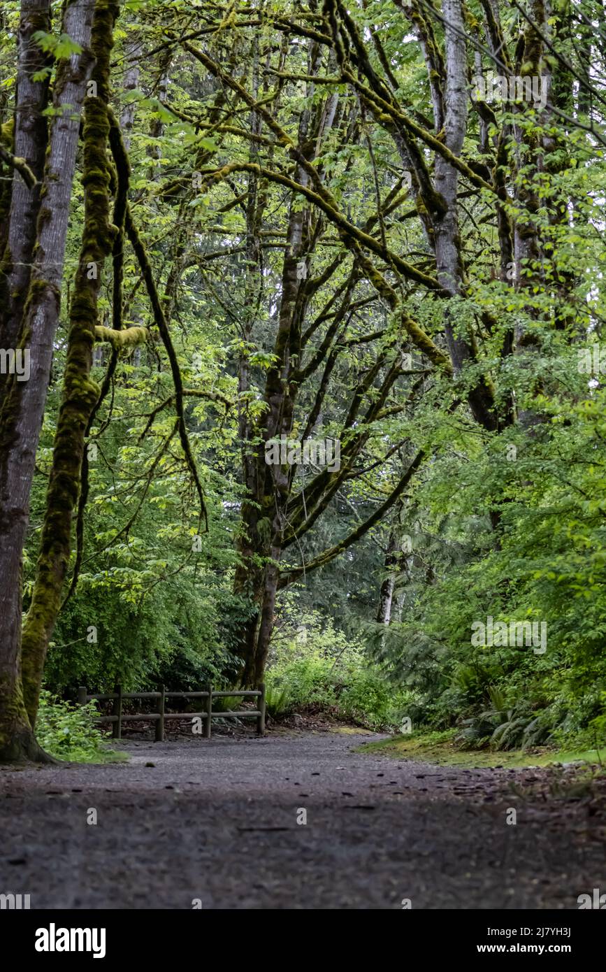 Muddy pathway in forest atomosphere for hiking Stock Photo - Alamy