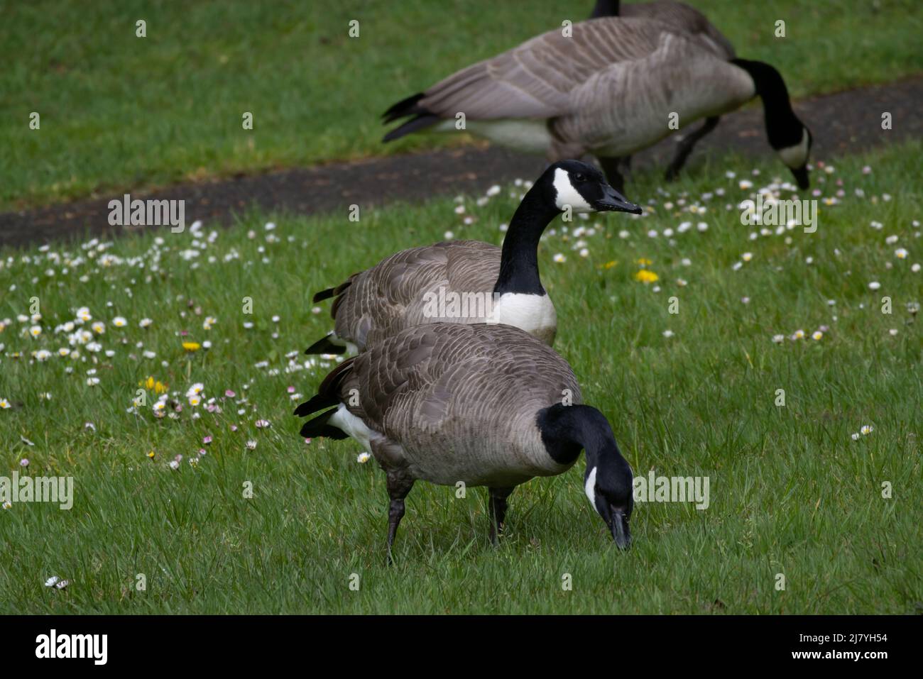 A photo of some geese looking for food in a grass field Stock Photo - Alamy