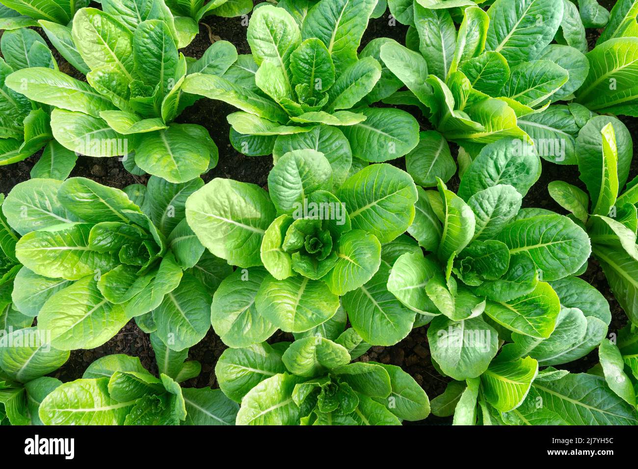 Green cos hi-res stock photography and images - Alamy