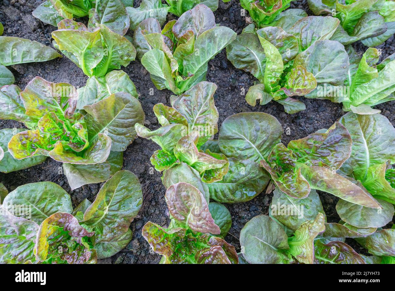 Red cos vegetable fresh organic on top view background pattern Stock ...