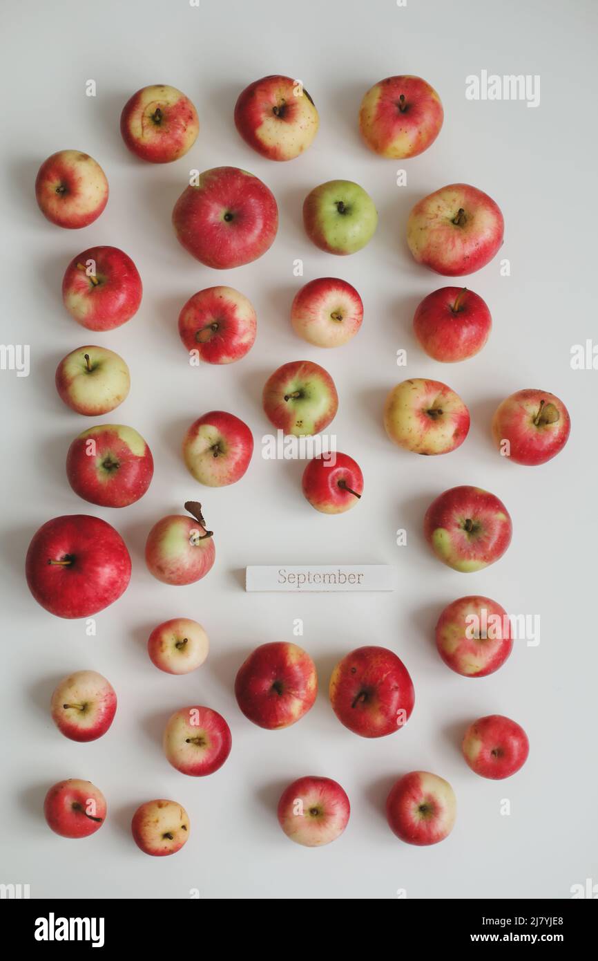 hello september. autumn card with fresh red apples on white background ...