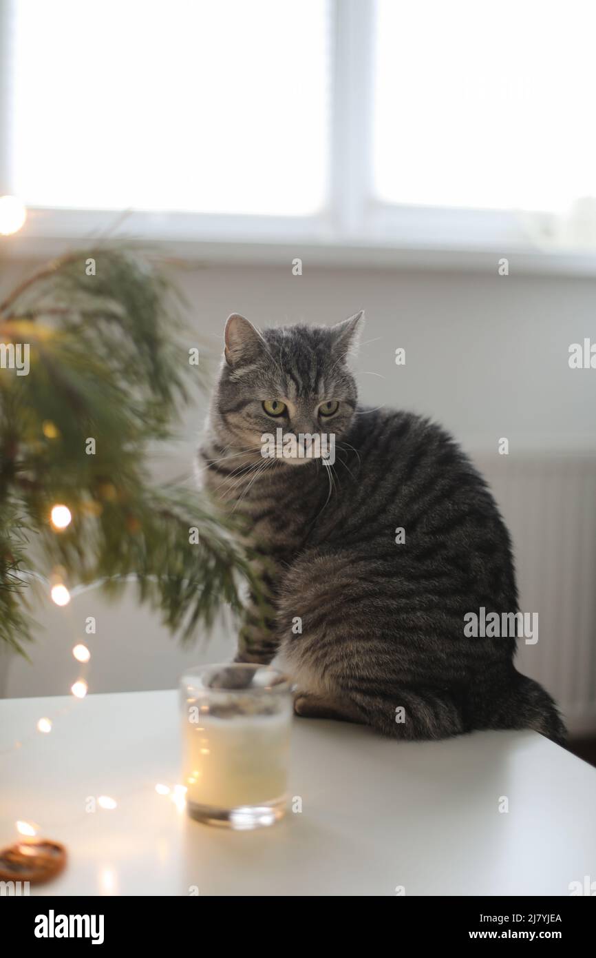funny cat in a room decorated for Christmas and New Year Stock Photo ...