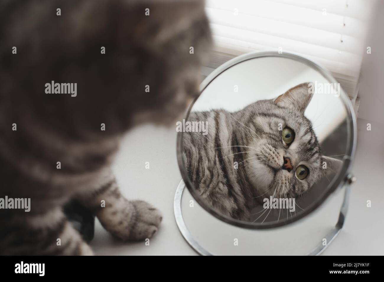 funny cat looking at his reflection in the mirror Stock Photo - Alamy