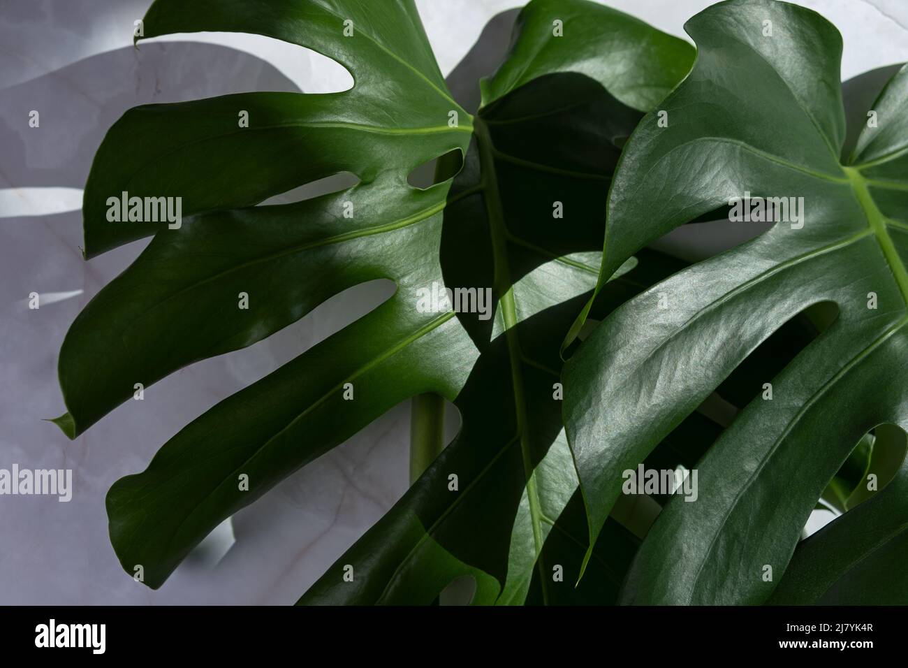 Monstera plant on a grey marble background. concept of minimalism ...