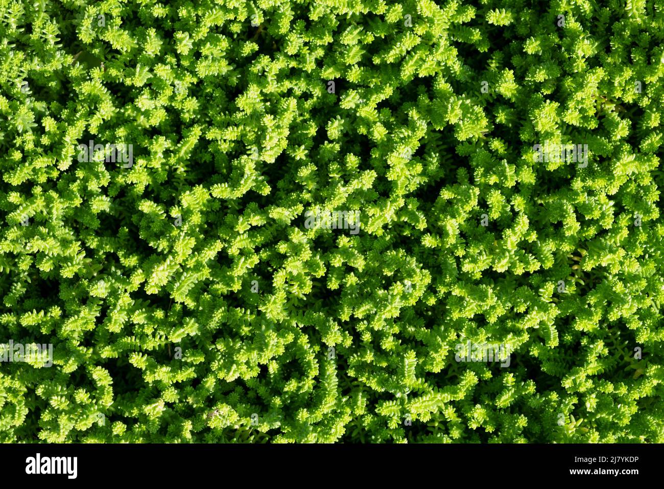 Full Frame Green plant sedum, leaves foliage nature background, top ...