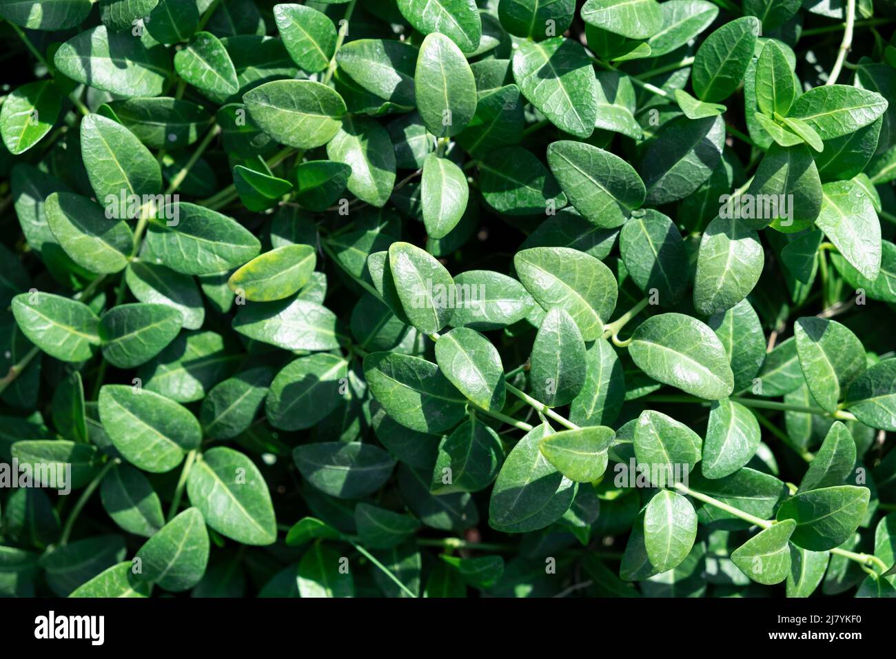 Full Frame Green plant periwinkle, leaves foliage nature background ...