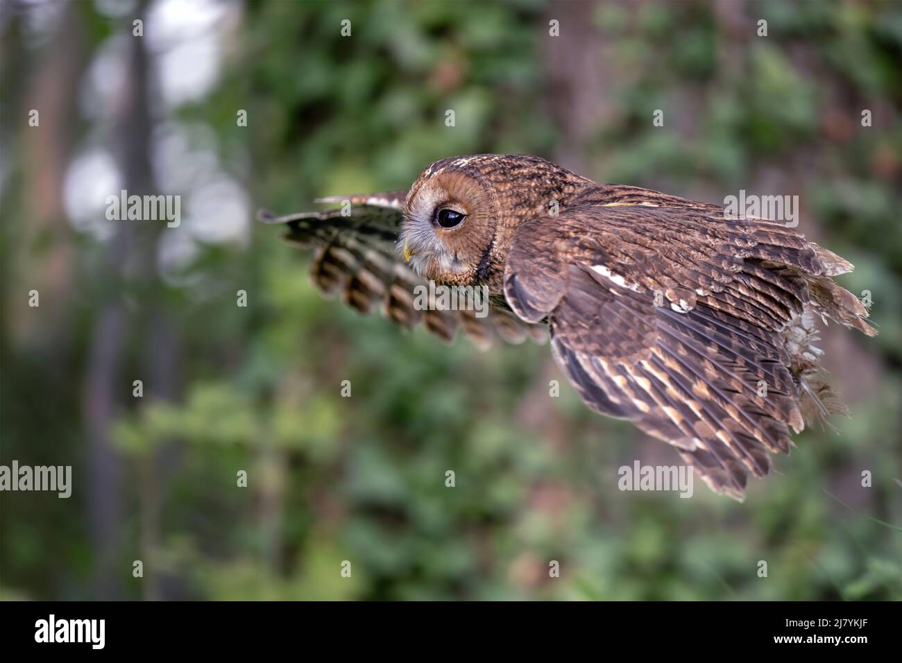 The barn owl flies through the forest and hunts Stock Photo - Alamy