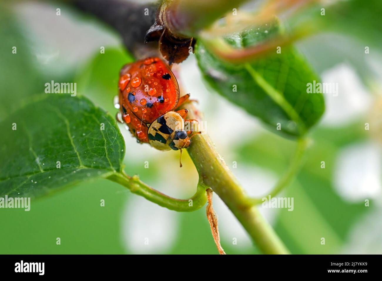 Leaf eating lady beetle hi-res stock photography and images - Alamy