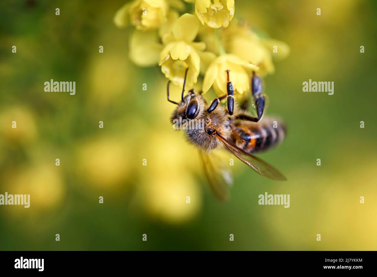 A bee flies from flower to flower and collects nectar Stock Photo - Alamy