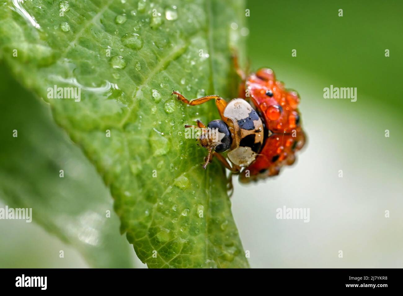 Leaf eating lady beetle hi-res stock photography and images - Alamy
