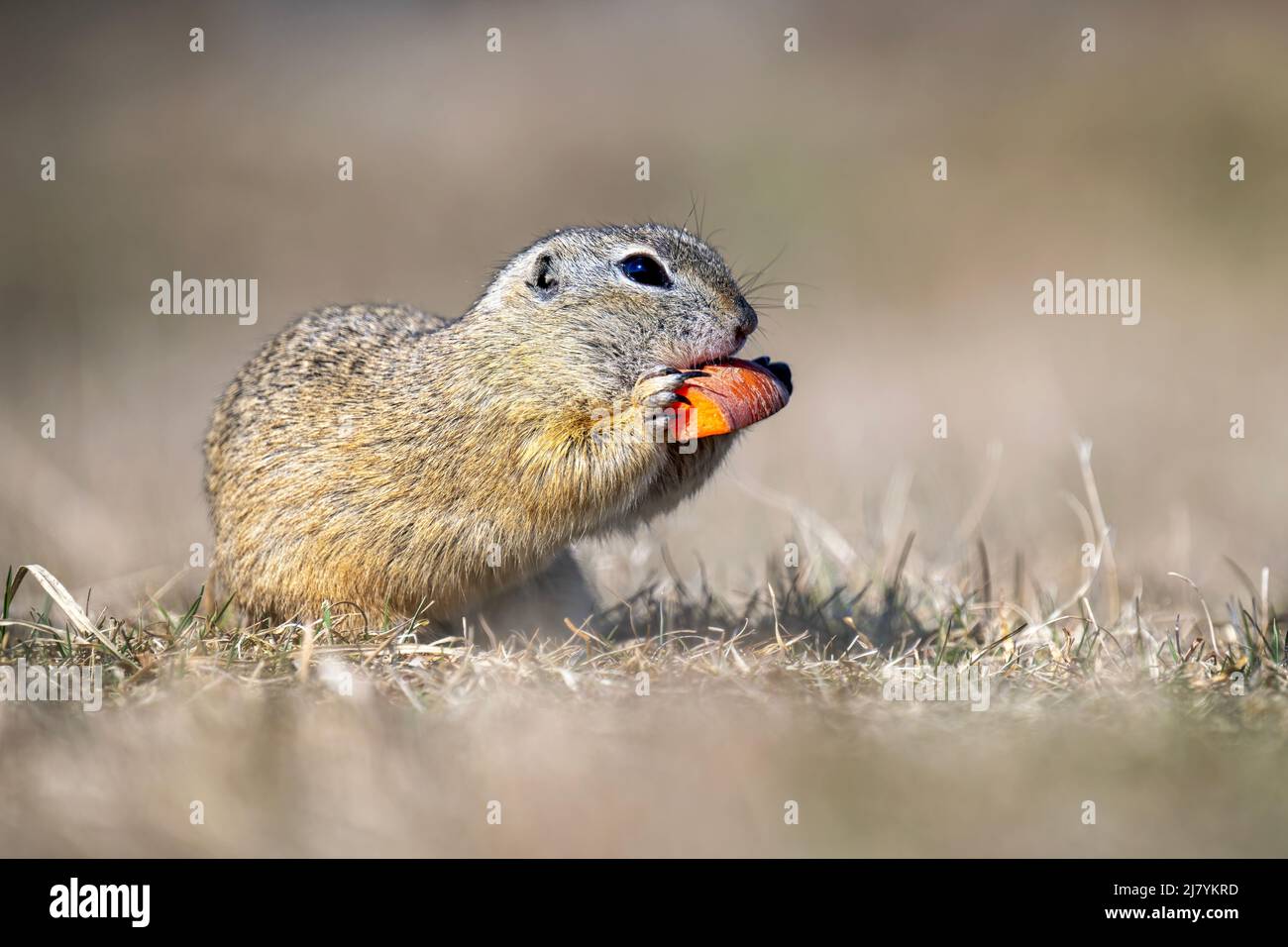 Ground squirrel eats food on the pasture Stock Photo - Alamy