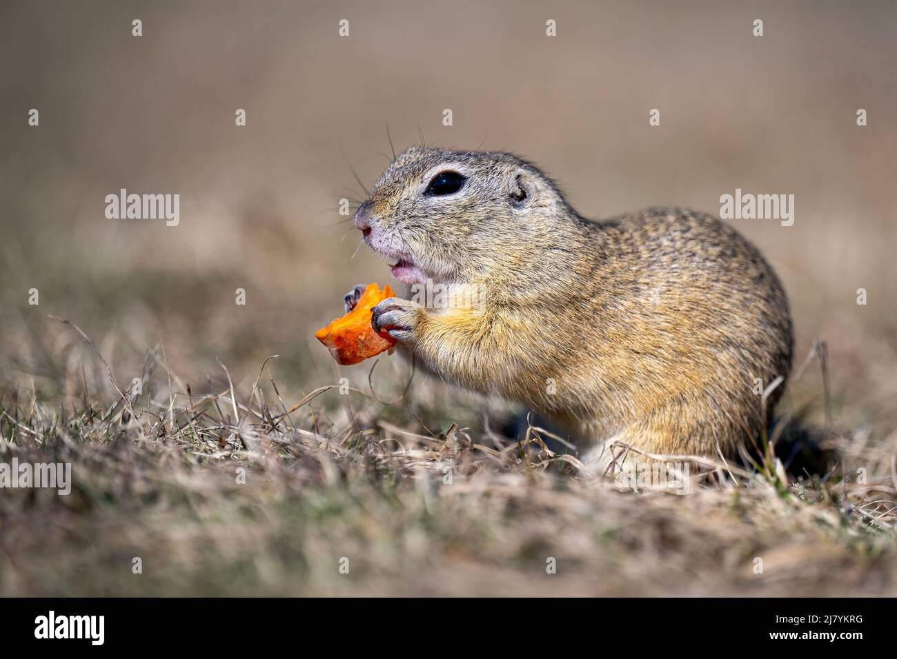 Ground squirrel eats food on the pasture Stock Photo - Alamy