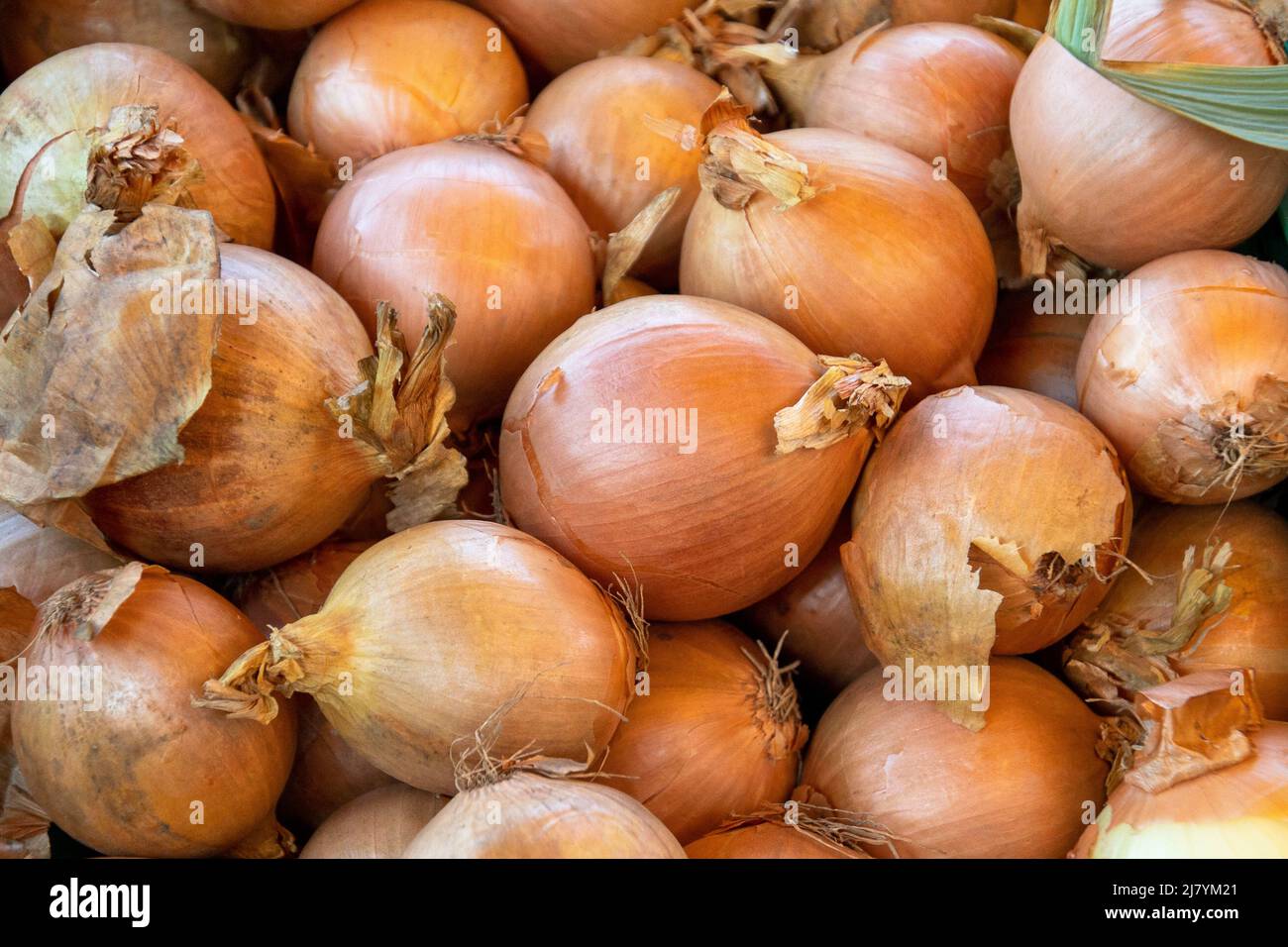 large yellow onion plant Stock Photo - Alamy