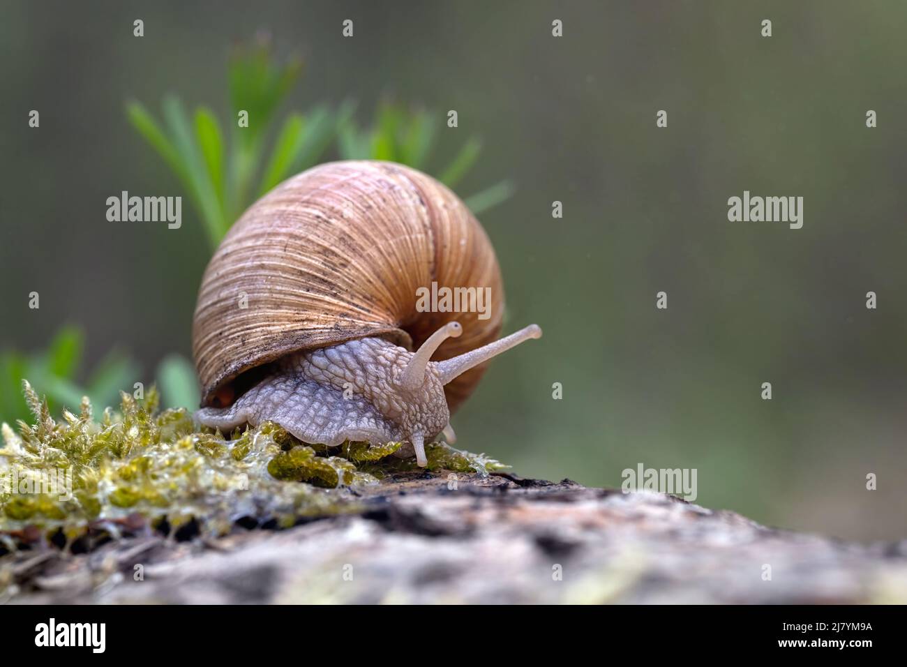 Snail green leaf live escargot hi-res stock photography and images - Alamy
