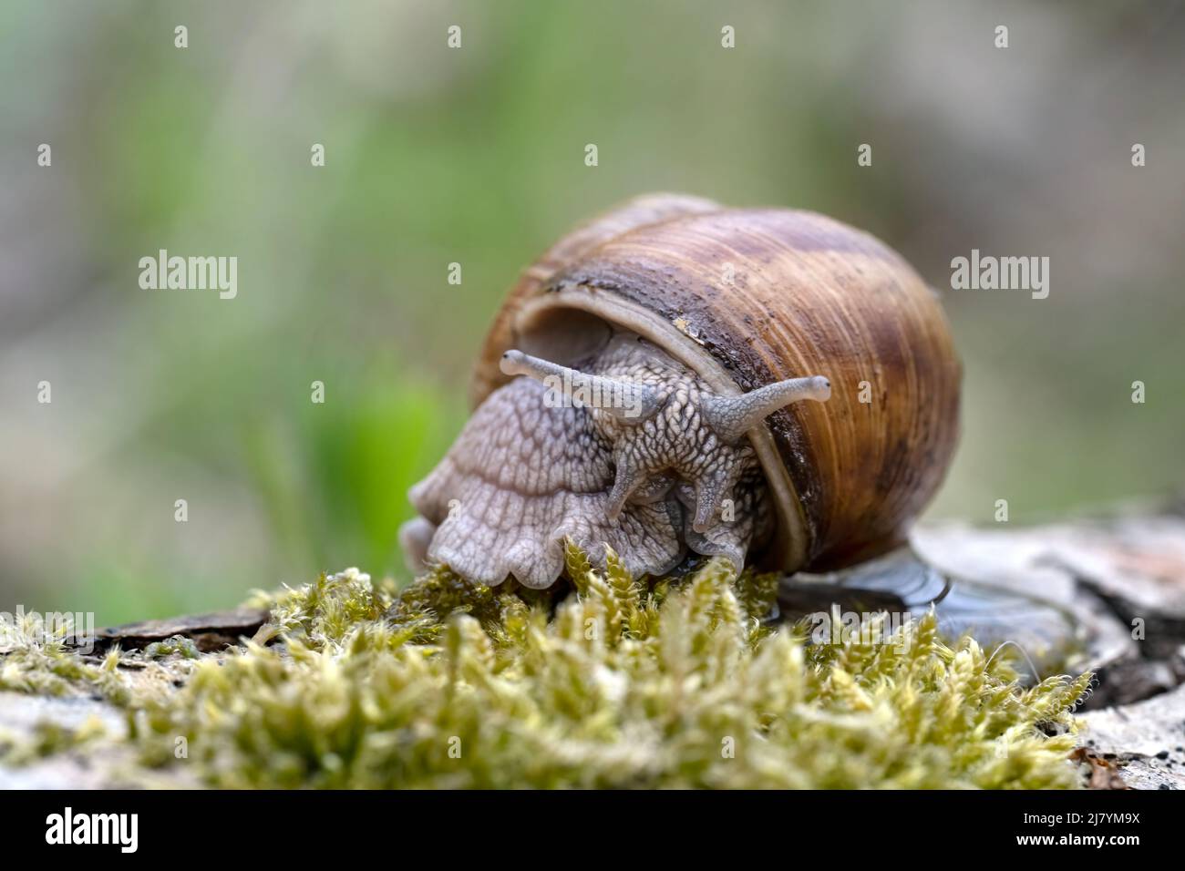 The snail rides after the rain in the park Stock Photo - Alamy