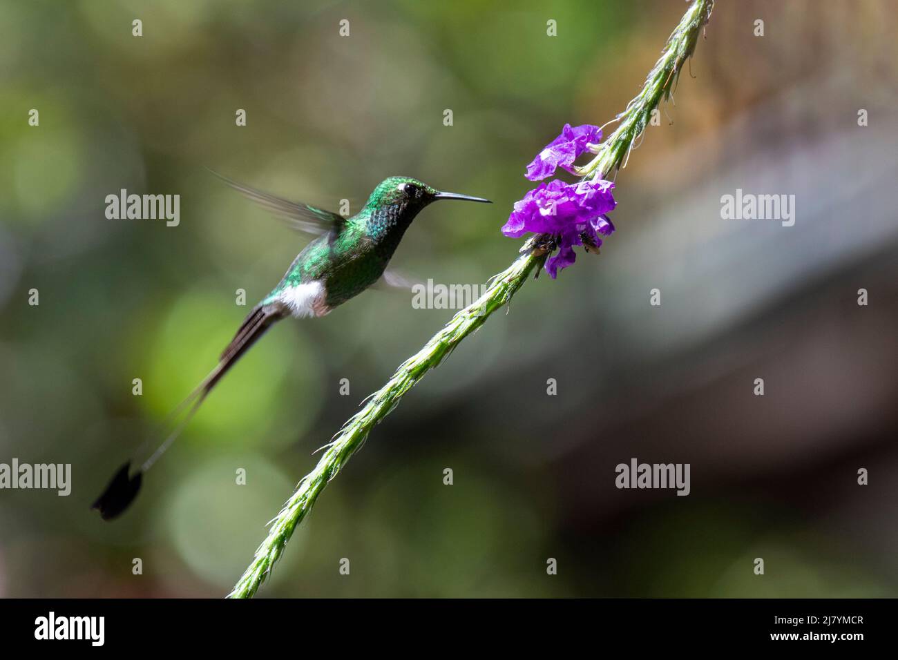 Ecuador, Tandayapa Valley, Alambi Reserve. White-booted racket-tail ...