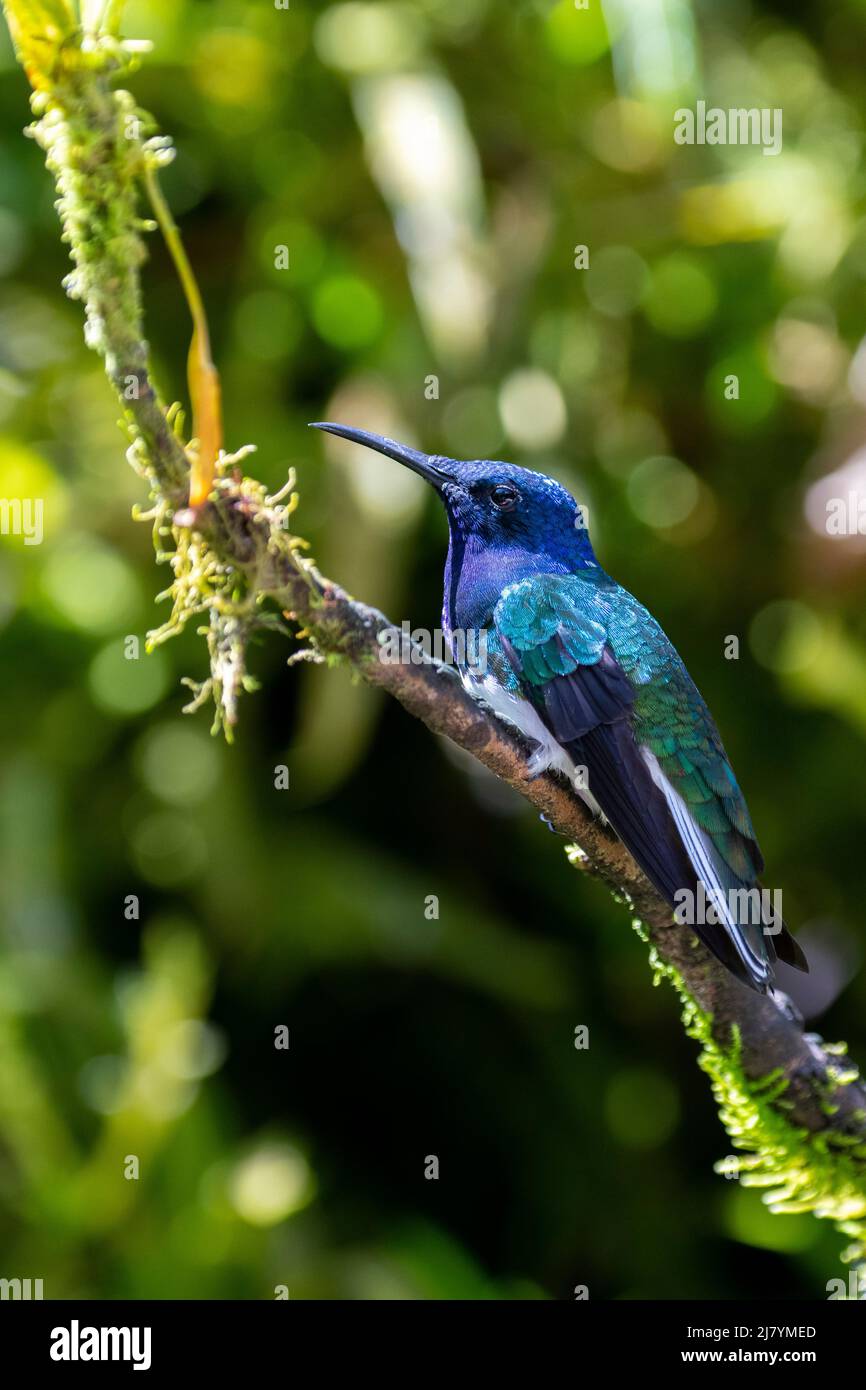 Royal blue hummingbird hi-res stock photography and images - Alamy