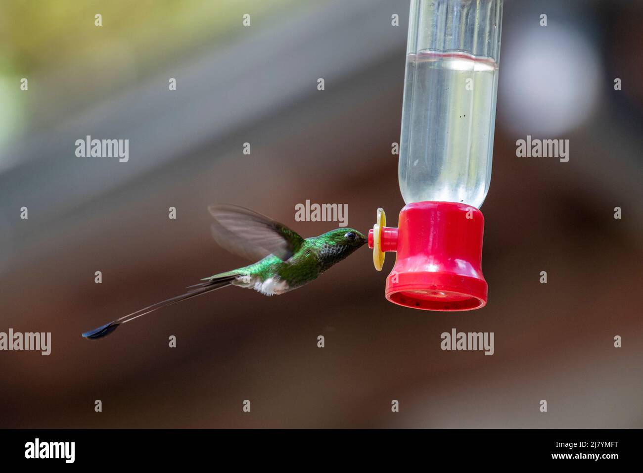 Ecuador, Tandayapa Valley, Alambi Reserve. White-booted racket-tail ...