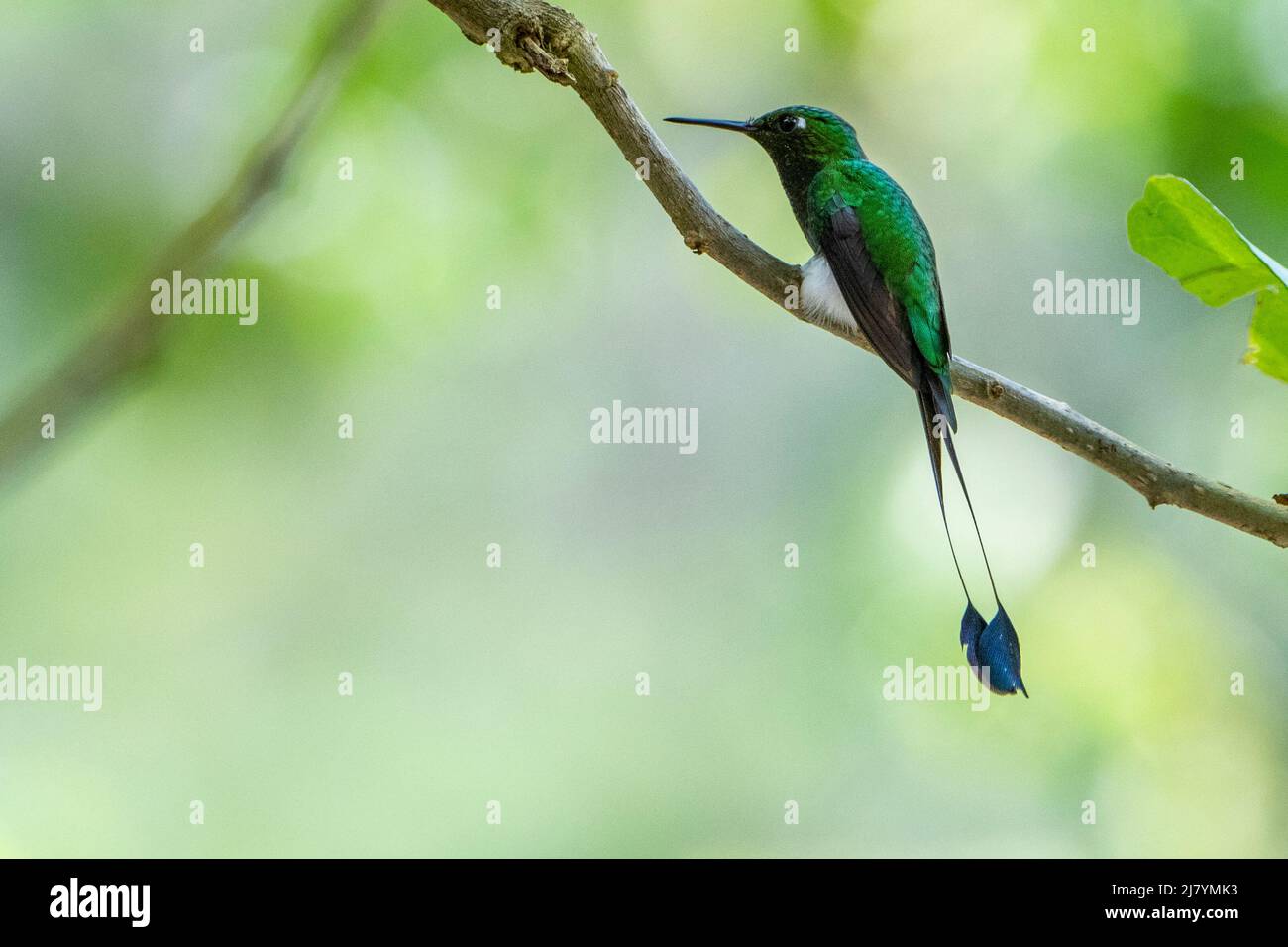 Ecuador, Tandayapa Valley, Alambi Reserve. White-booted racket-tail ...