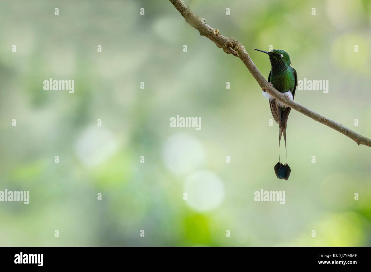 Ecuador, Tandayapa Valley, Alambi Reserve. White-booted racket-tail ...