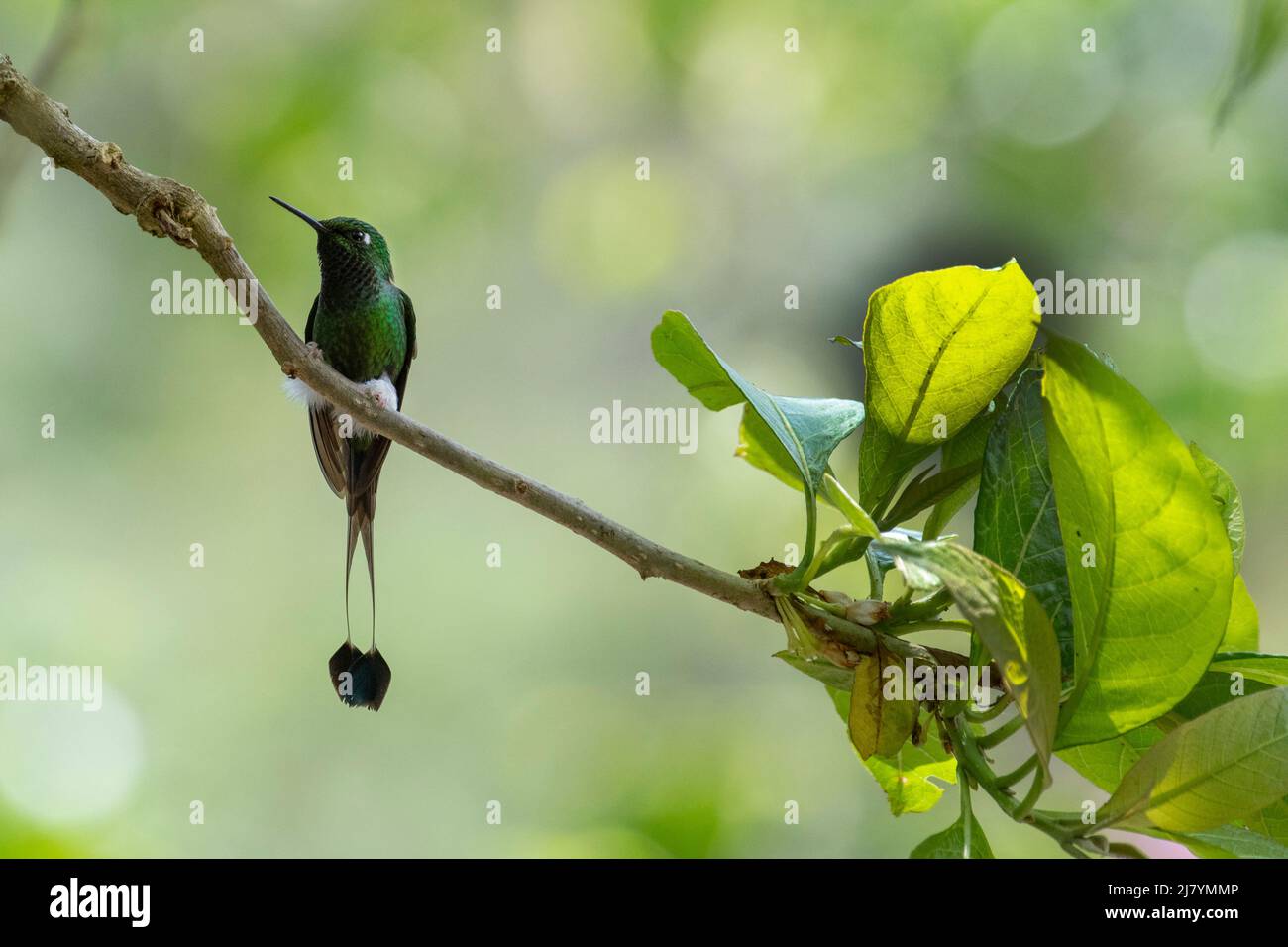 Ecuador, Tandayapa Valley, Alambi Reserve. White-booted racket-tail ...