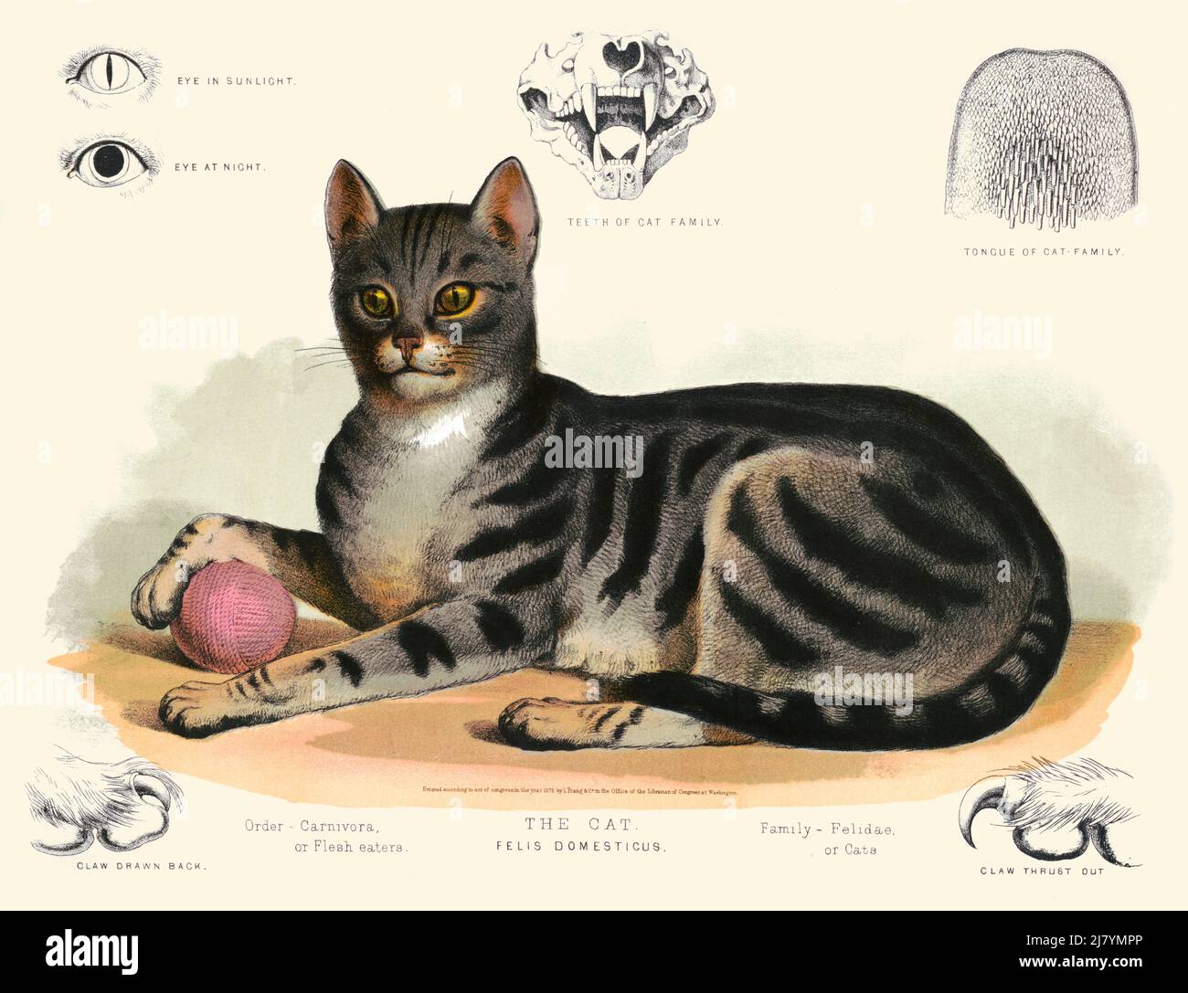 The cat - Felis domesticus Stock Photo - Alamy