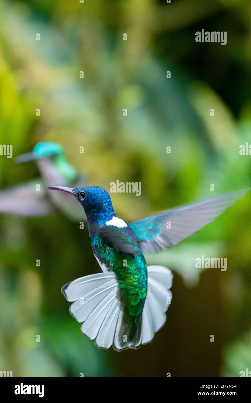 Ecuador, Tandayapa Valley, Alambi Reserve. White-necked jacobin ...