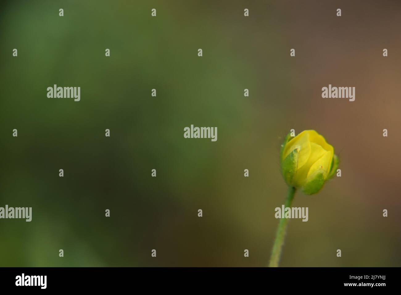 bud of a flower Stock Photo - Alamy