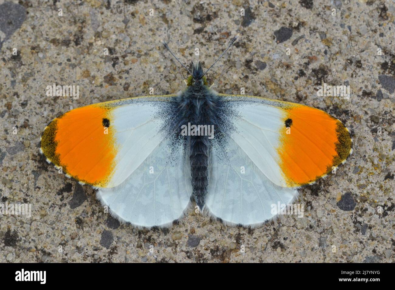 Male orange tip butterfly flying hi-res stock photography and images ...