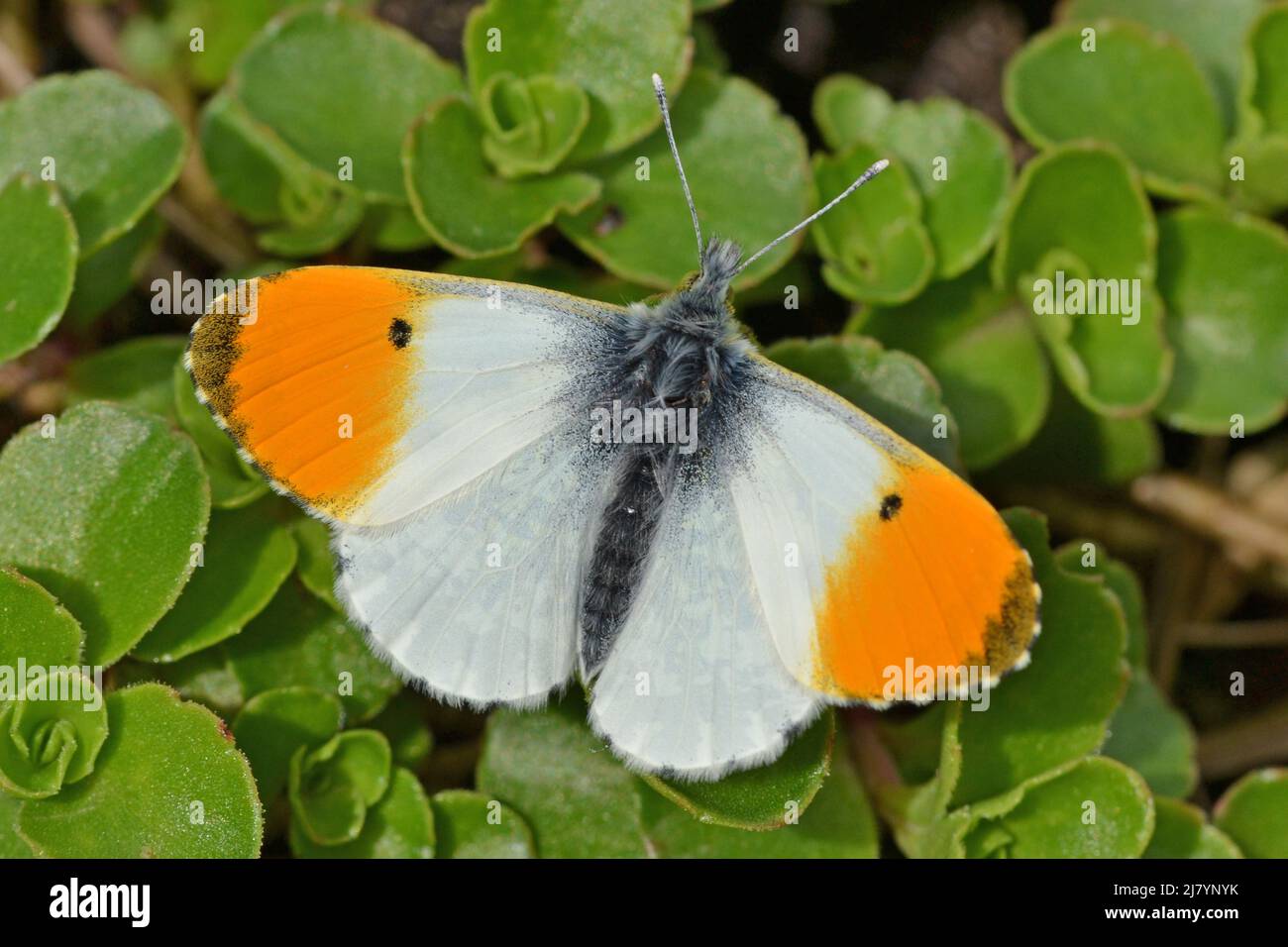 Orange Tip Butterfly Stock Photo - Alamy