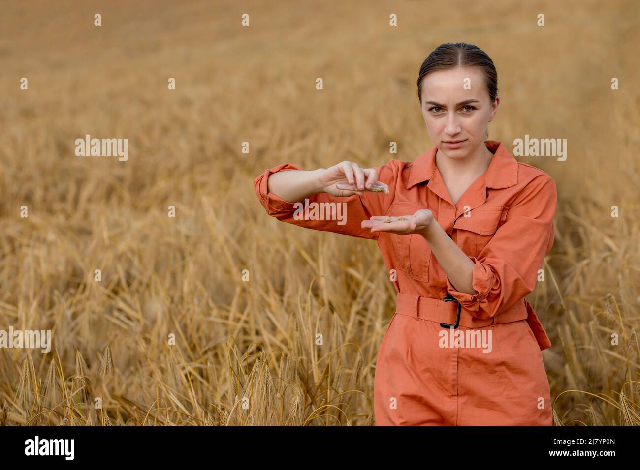A female farmer or agronomist is pouring wheat grains in his hands ...