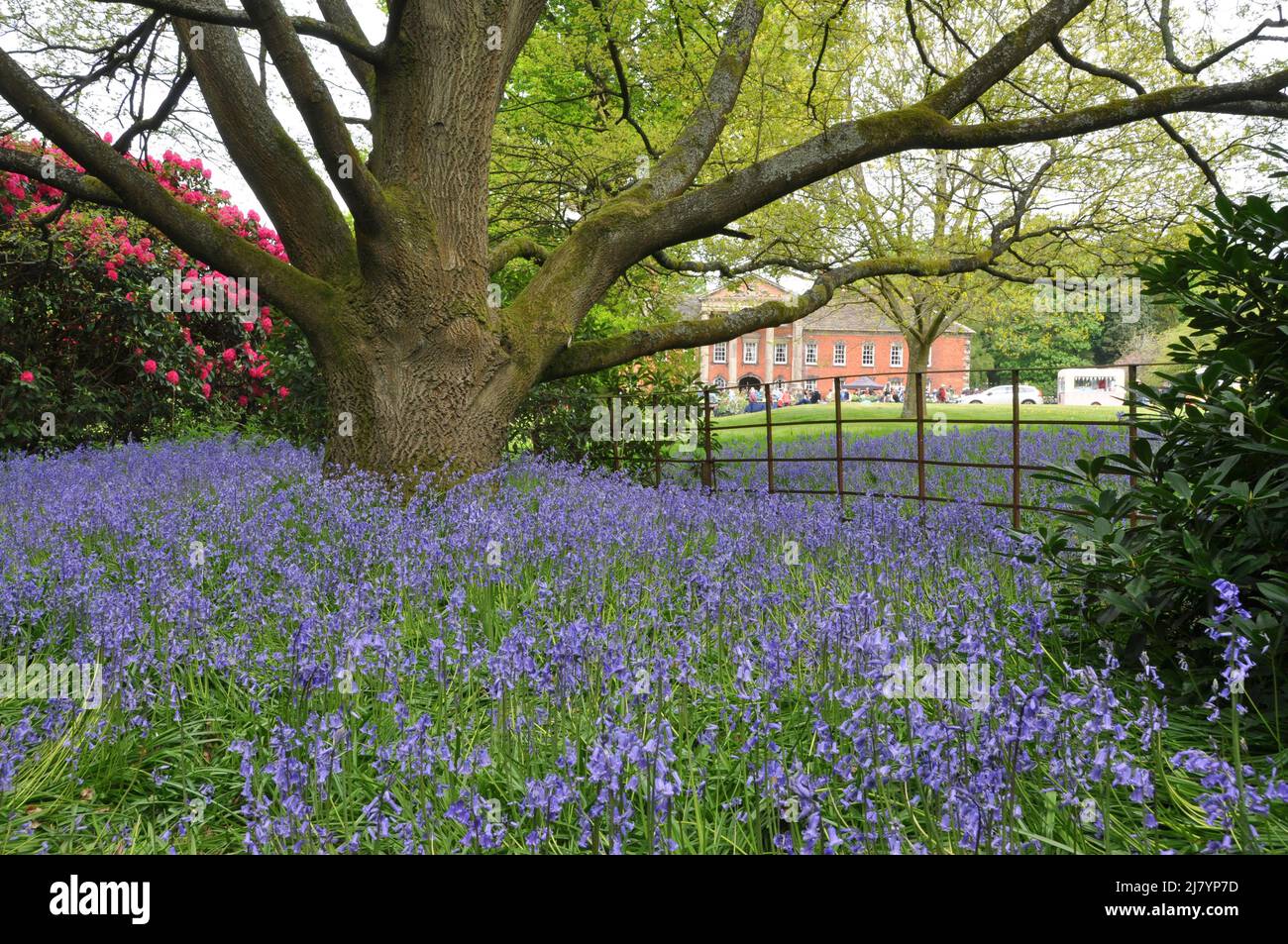 Bluebells in Adlington Hall's ancient woodlands, Cheshire, uk Stock ...