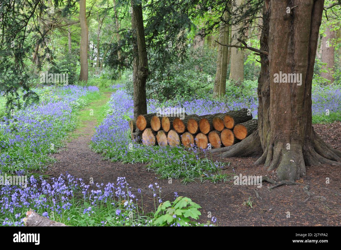 Bluebells in Adlington Hall's ancient woodlands, Cheshire, uk Stock ...