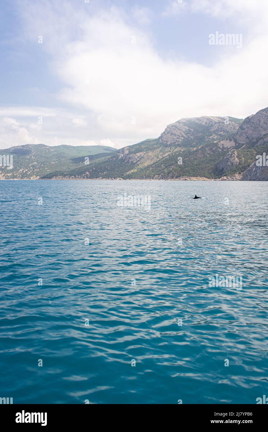 Sea boat ride with dolphins in the sea. The concept of seaside ...