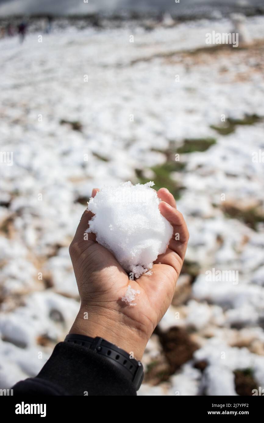 Hand holding a snowball in south africa matroosberg nature reserve ...