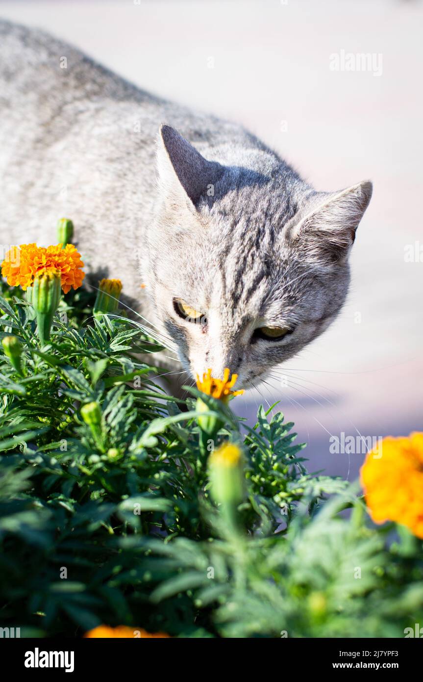 A cat walks through a flower bed outside. Vertical photo Stock Photo ...