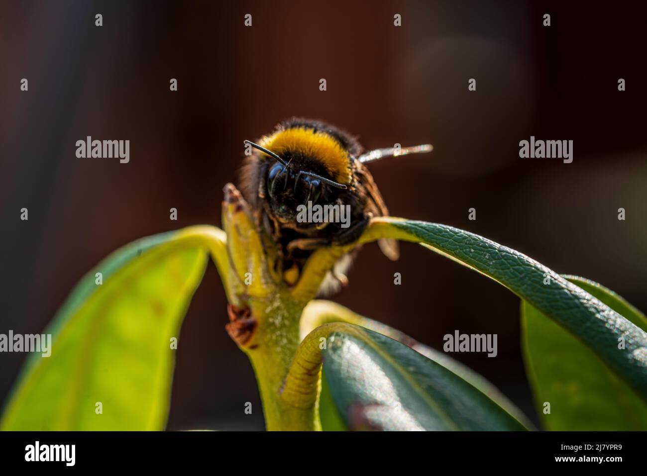 Bumble bee nursery rhyme hi-res stock photography and images - Alamy