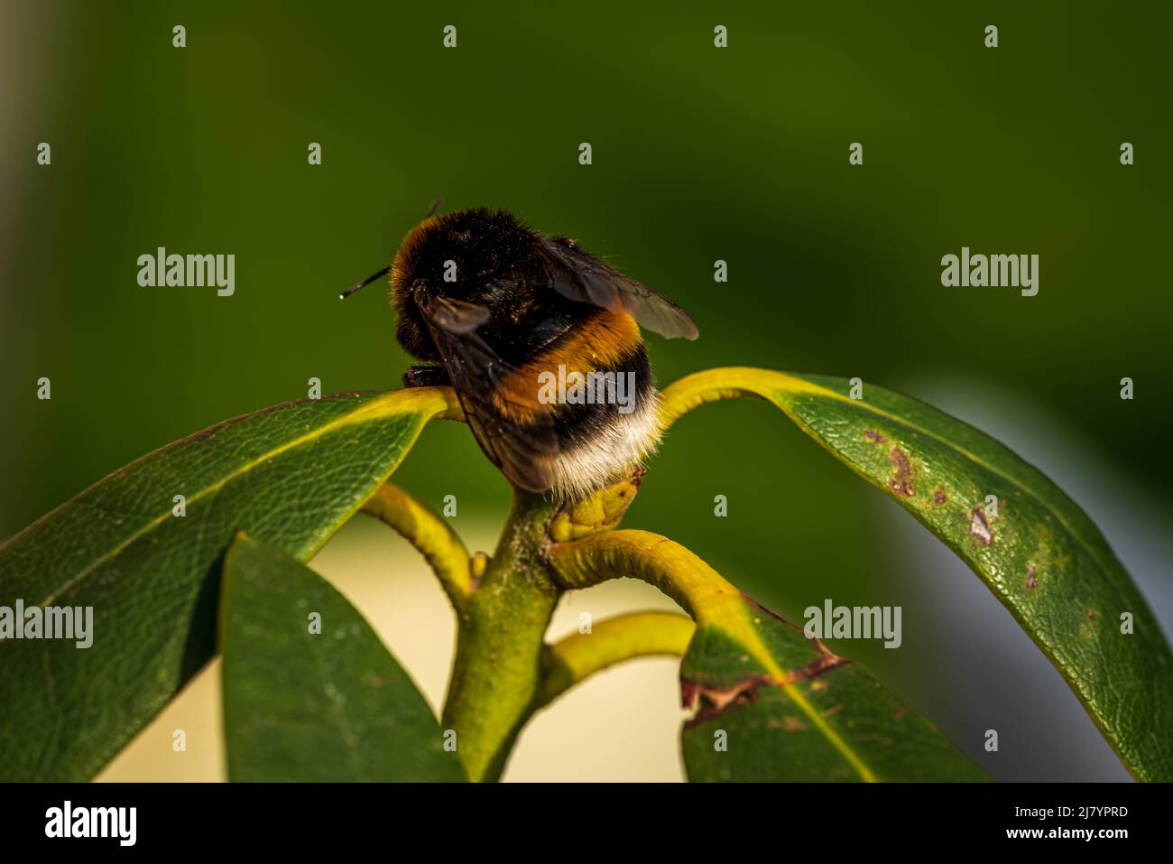 Bambee bumble bee hi-res stock photography and images - Alamy