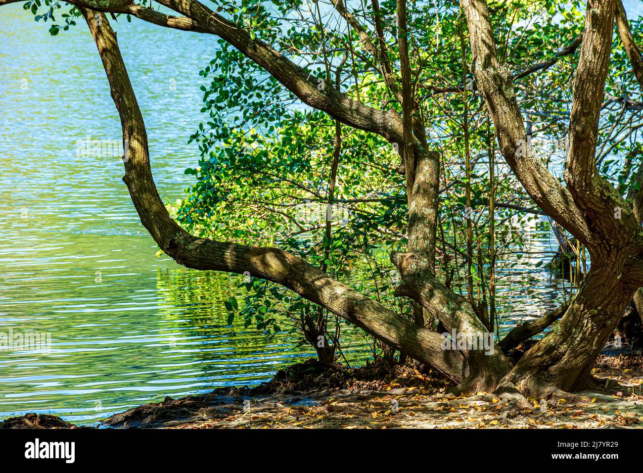 Mangrove ecosystem hi-res stock photography and images - Alamy