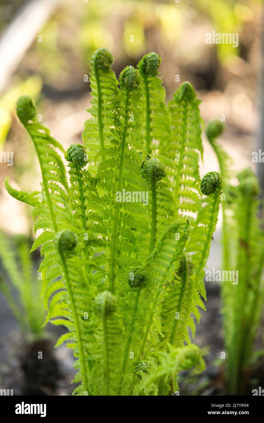 Colorful ferns leaves green foliage natural floral fern background in ...