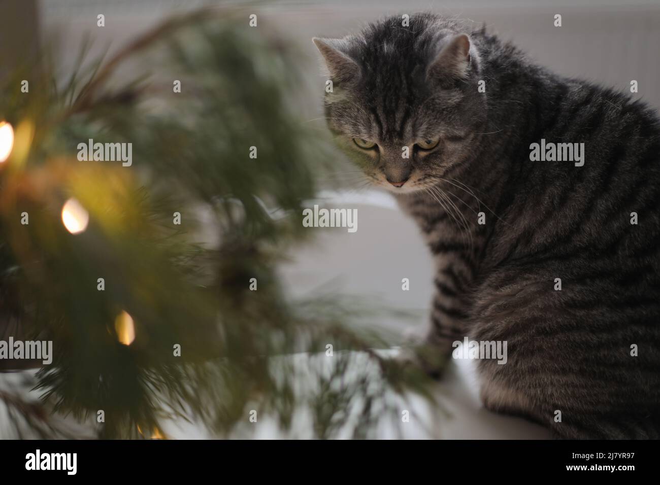 funny tabby cat and Christmas tree. New Year concept Stock Photo - Alamy