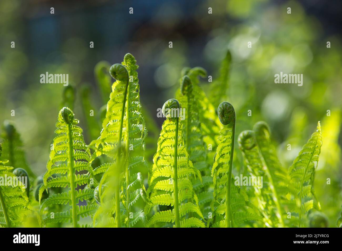 Colorful ferns leaves green foliage natural floral fern background in ...