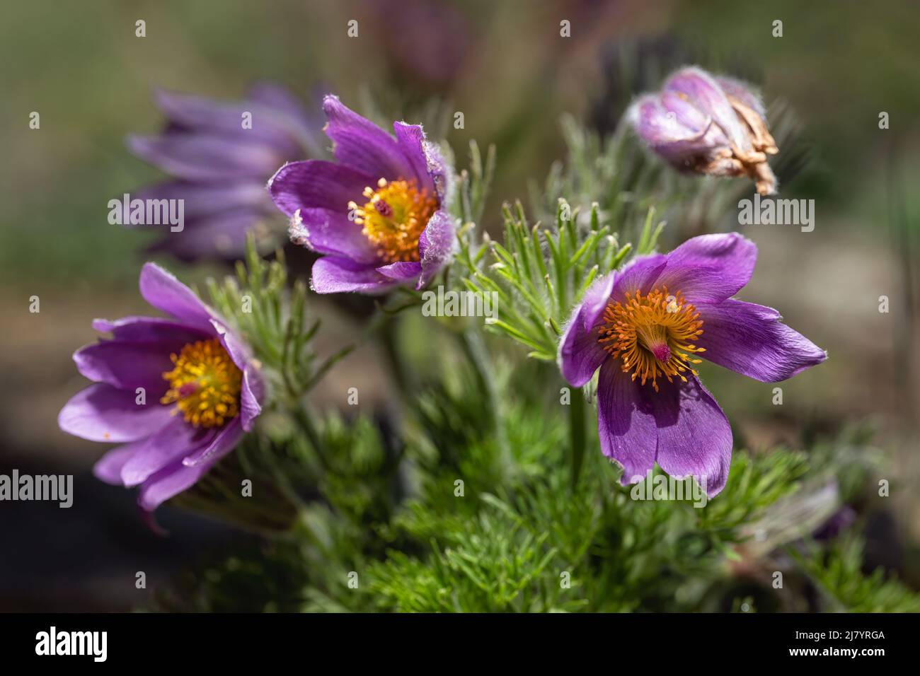 Large-flowered passerine growing in a meadow Stock Photo - Alamy