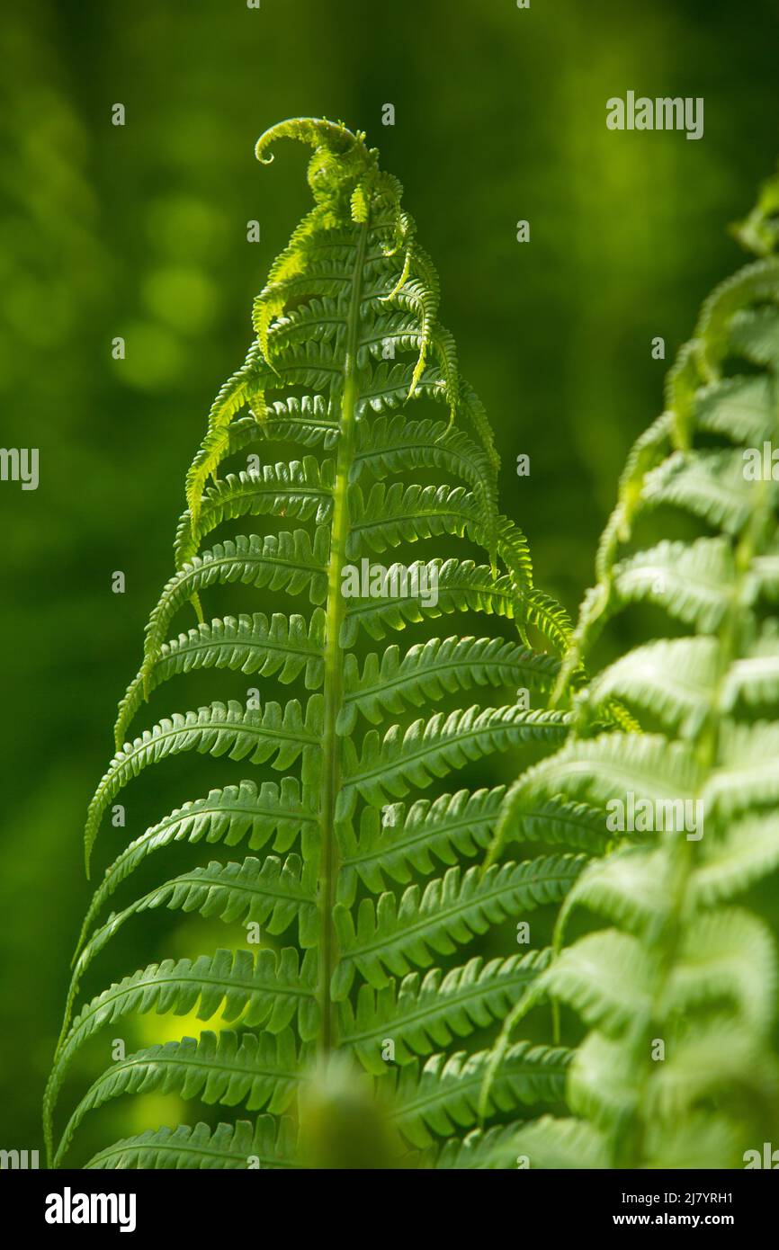 Colorful ferns leaves green foliage natural floral fern background in ...