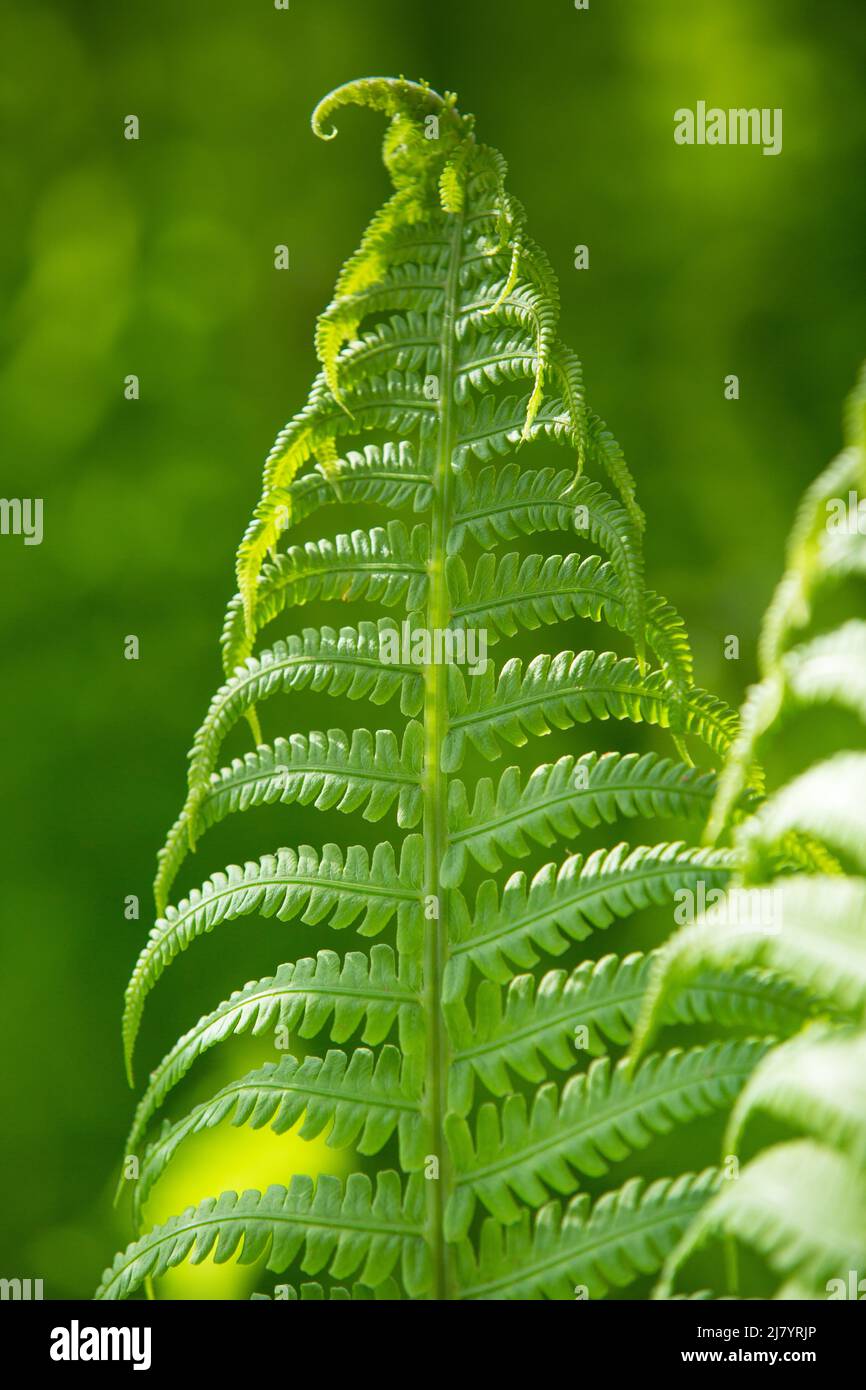 Colorful ferns leaves green foliage natural floral fern background in ...
