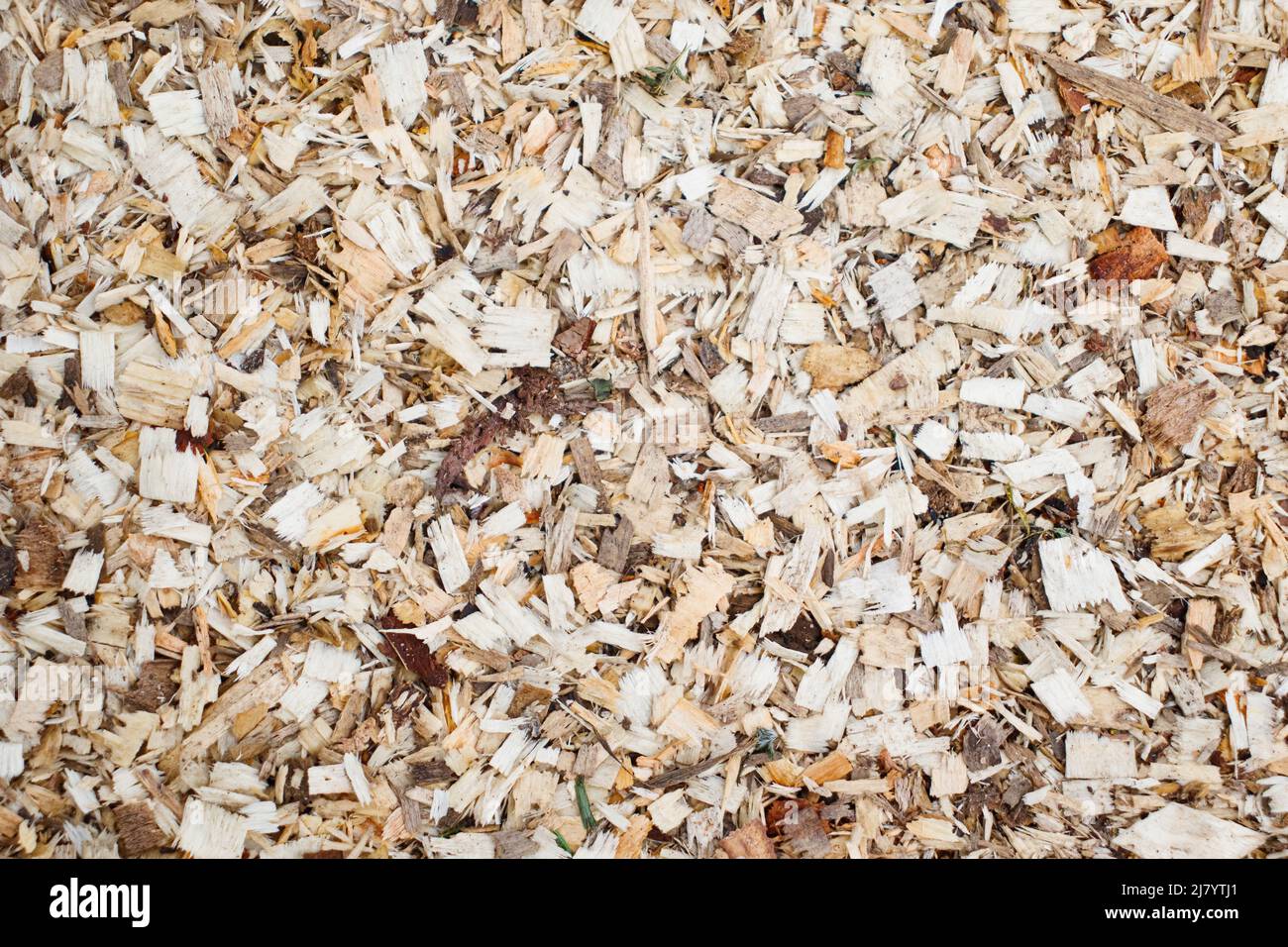 Close-up of a layer of sawdust from freshly sawn trees. Wood sawing ...