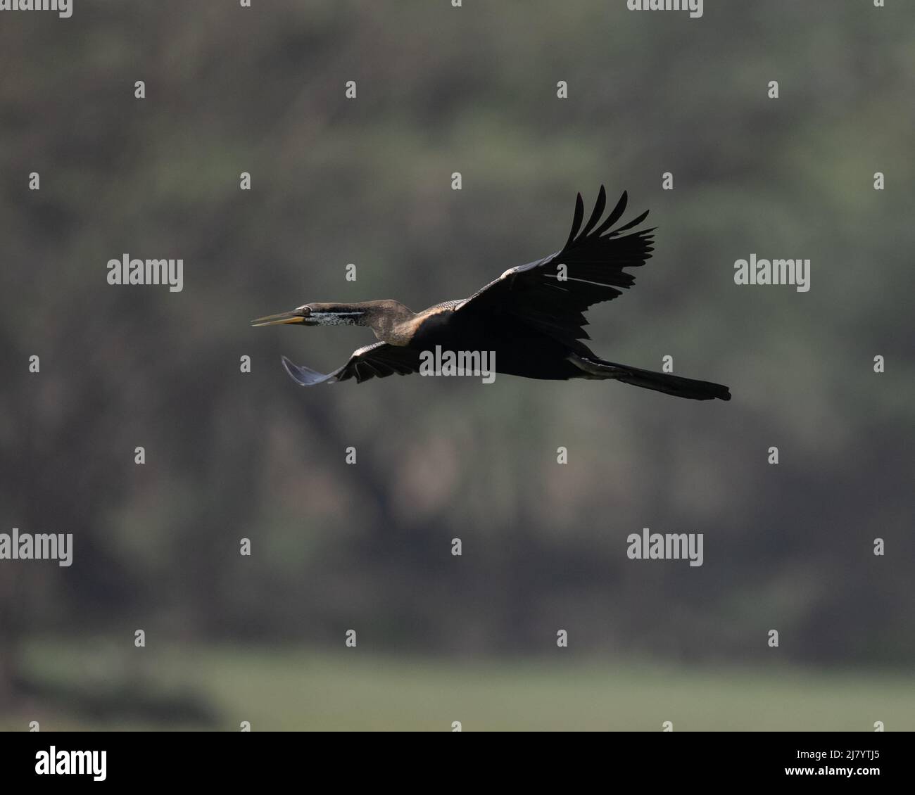 Indian Darter flying around a wetland trying to find a hunting ground ...